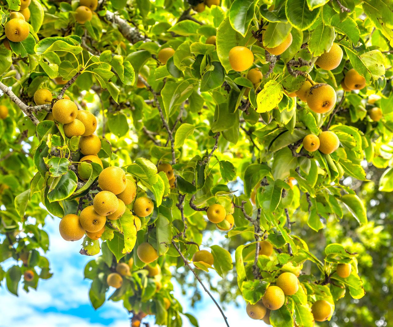 How to grow Asian pears – expert tips on nashi fruits | Homes and Gardens