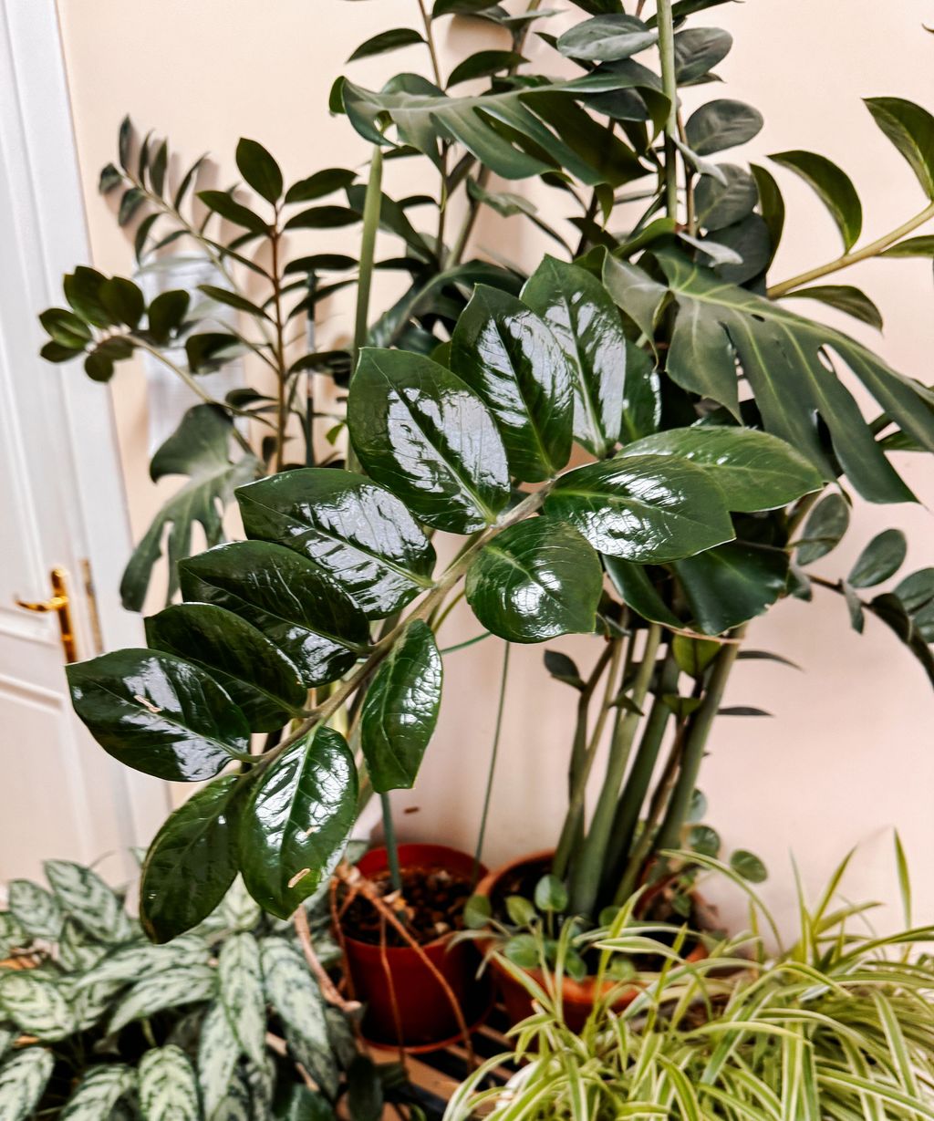 ZZ Crazy! Grow These 6 Unusual & Unique ZZ Plant Varieties | Gardening ...