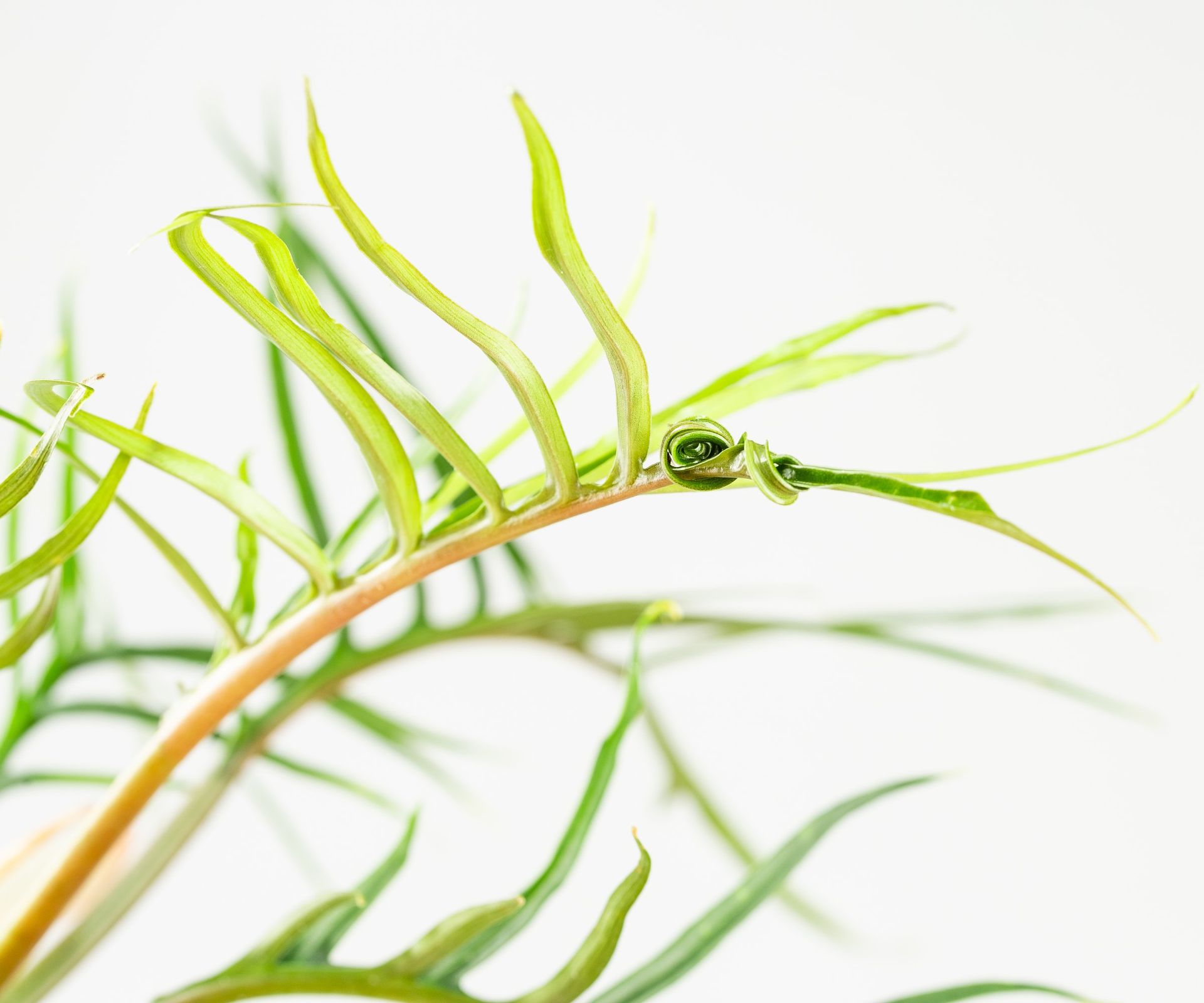 Philodendron Tortum: Complete Care & Growing Guide | Gardening Know How
