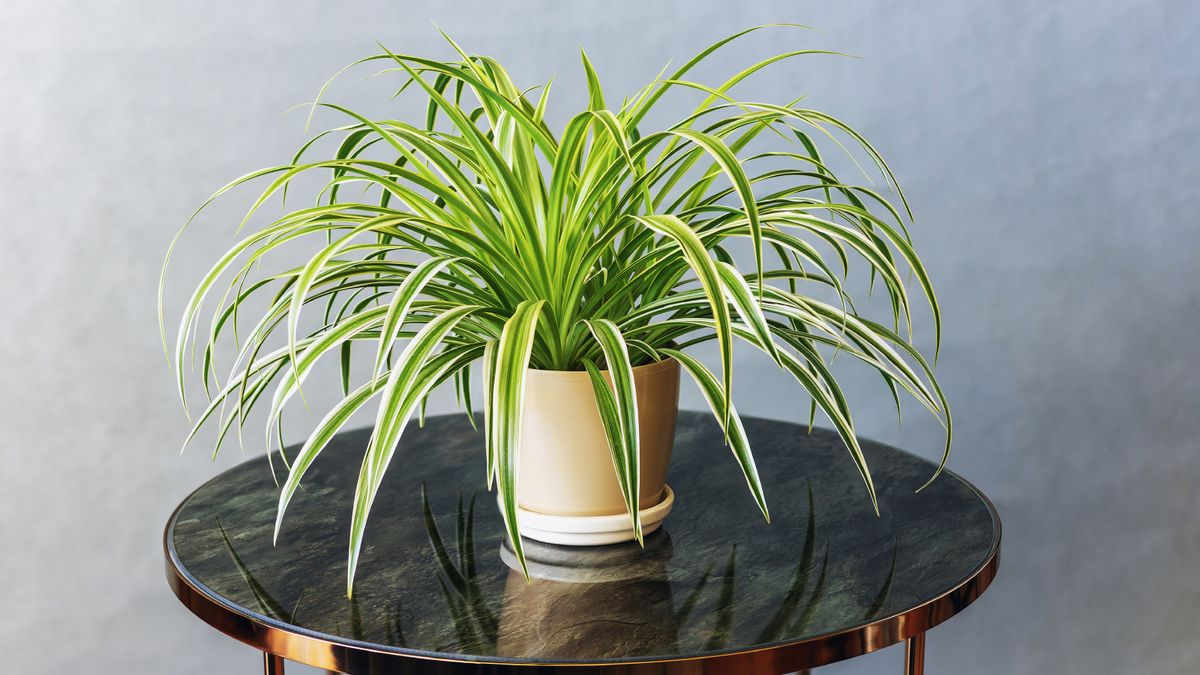 How To Grow A Variegated Spider Plant – And Fun Types To Try ...