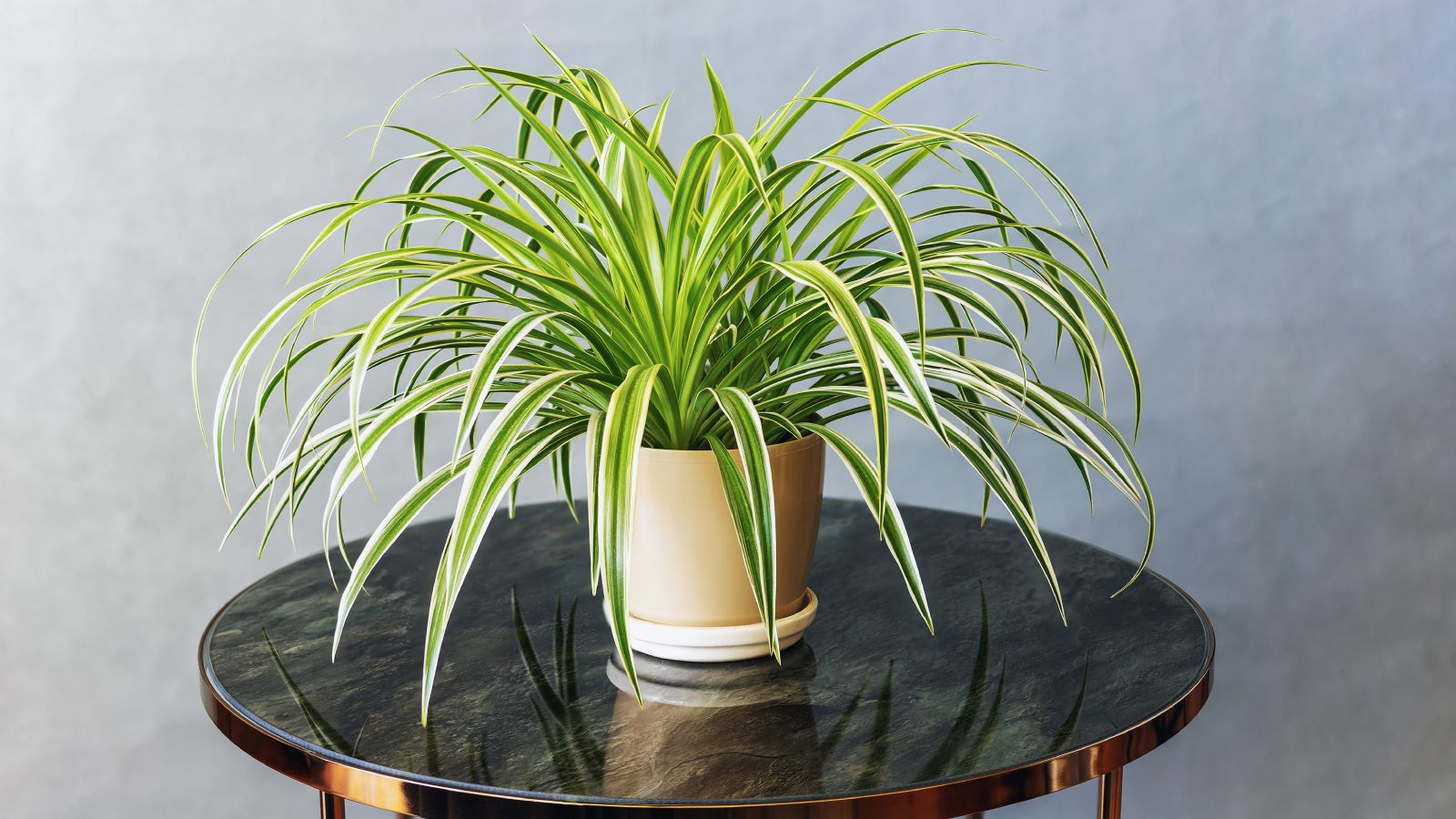 How To Grow A Variegated Spider Plant – And Fun Types To Try ...