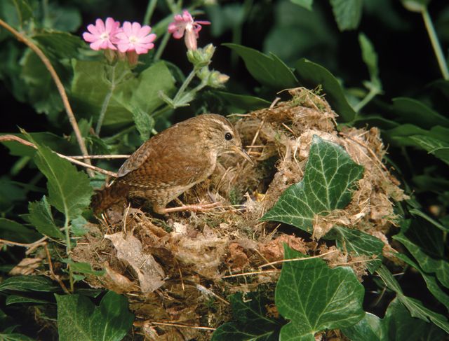 How to identify bird nests | Country Life