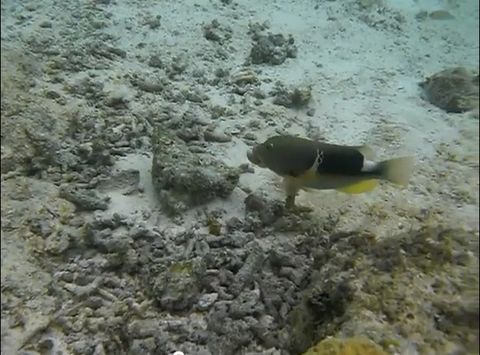 Tool-Using Fish Caught for First Time on Video | Live Science