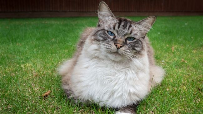 32 longest living cat breeds | PetsRadar