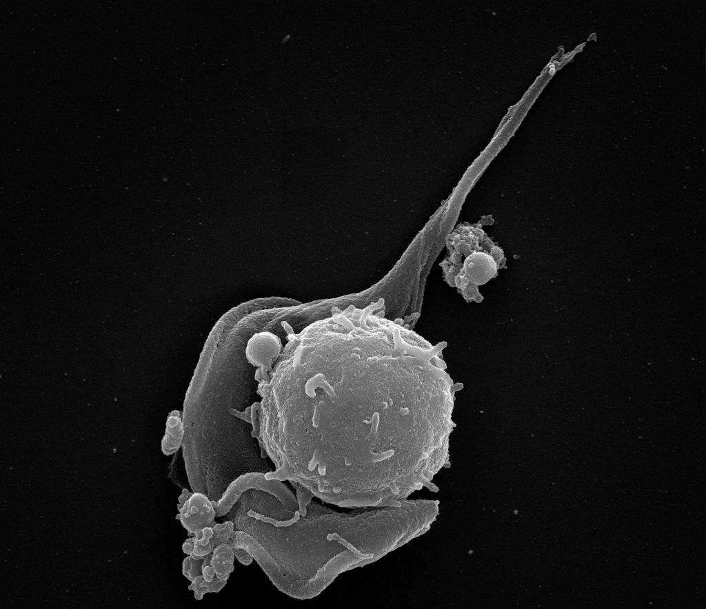 Magnificent Microphotography: 50 Tiny Wonders: Page 4 | Live Science