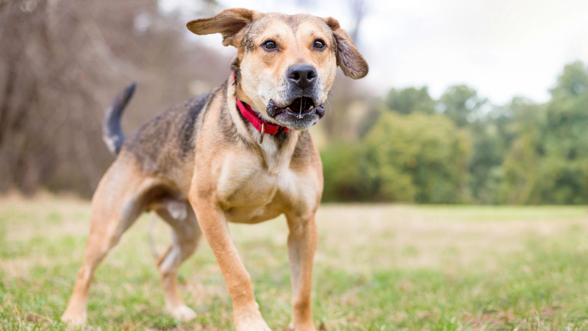 Trainer warns of 3 common mistakes with reactive dogs | PetsRadar