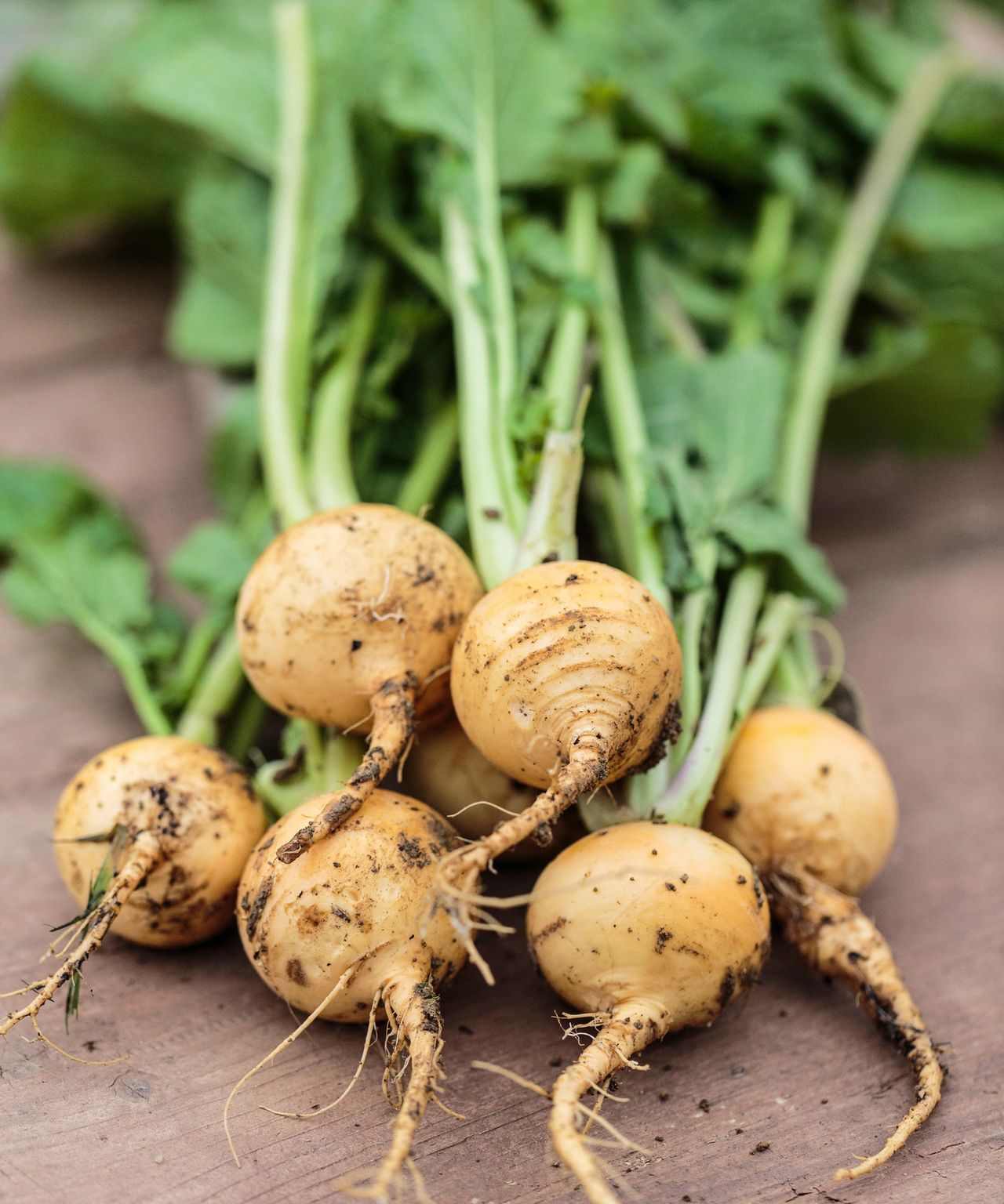 How to grow turnips: expert planting, growing and care tips | Gardeningetc
