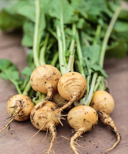 How to grow turnips: expert planting, growing and care tips | Gardeningetc