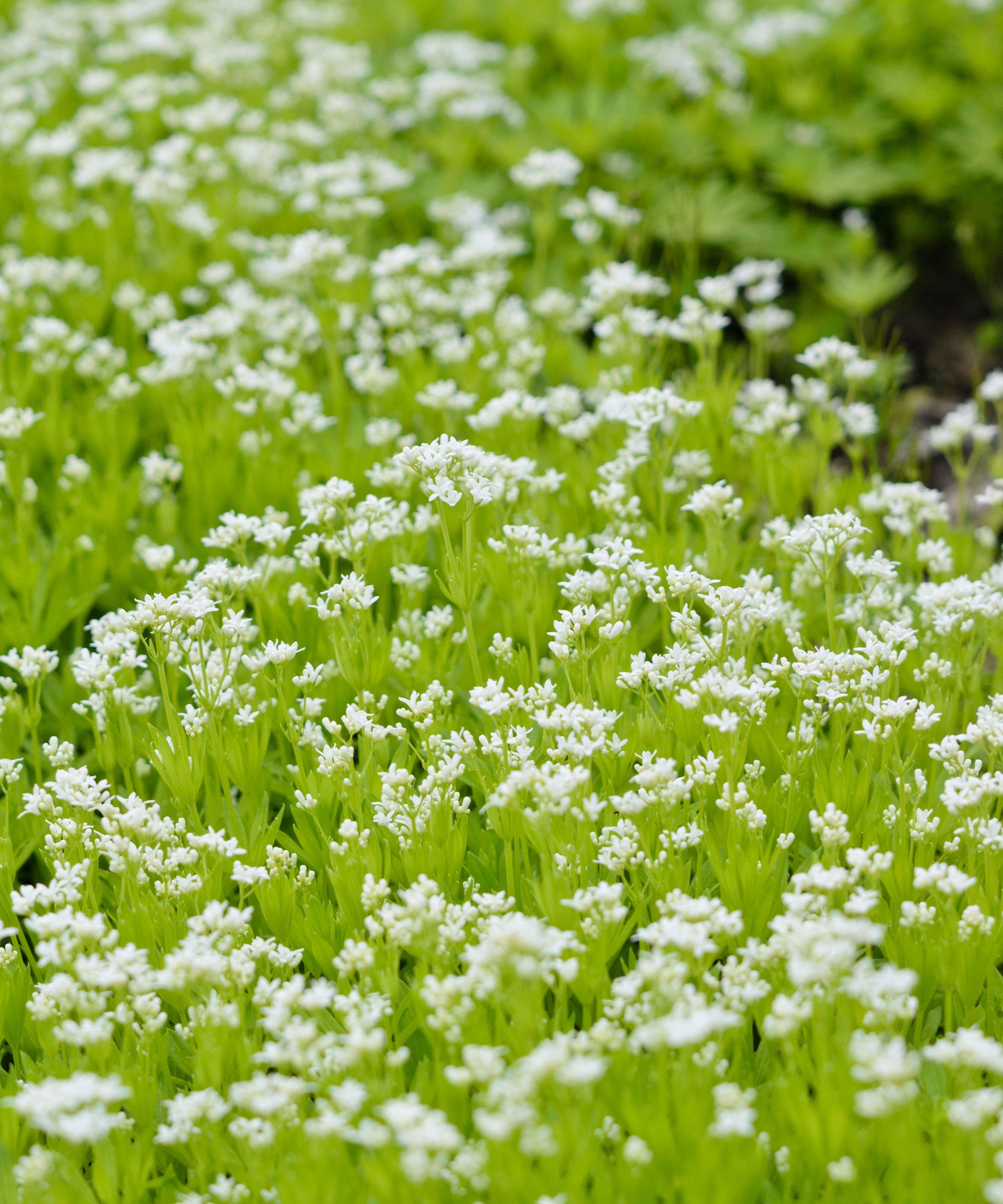 Best ground cover plants: 12 options for flowers and foliage | Homes ...