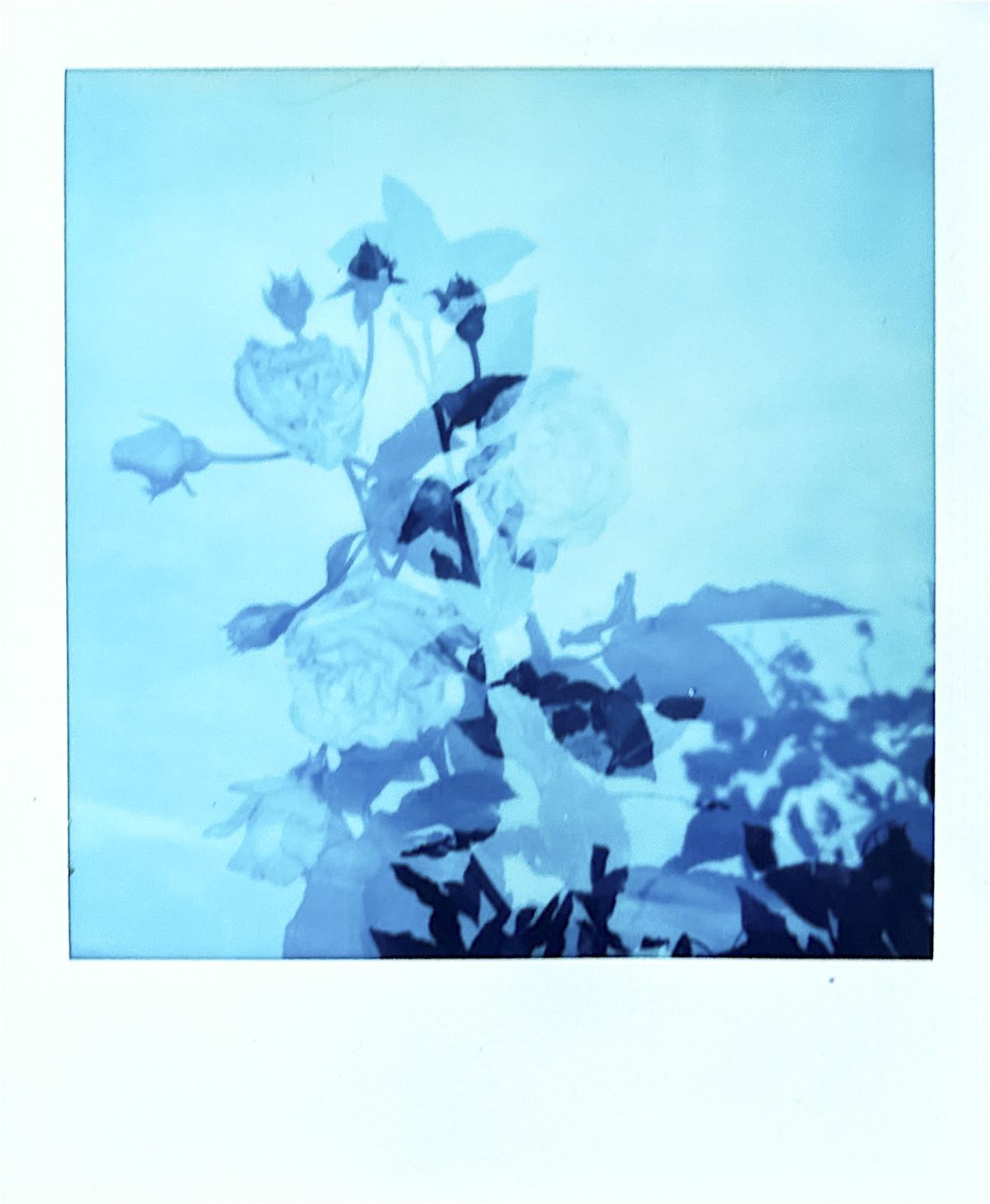 I tried the 'Reclaimed Blue' Polaroid film and it's given my instant ...