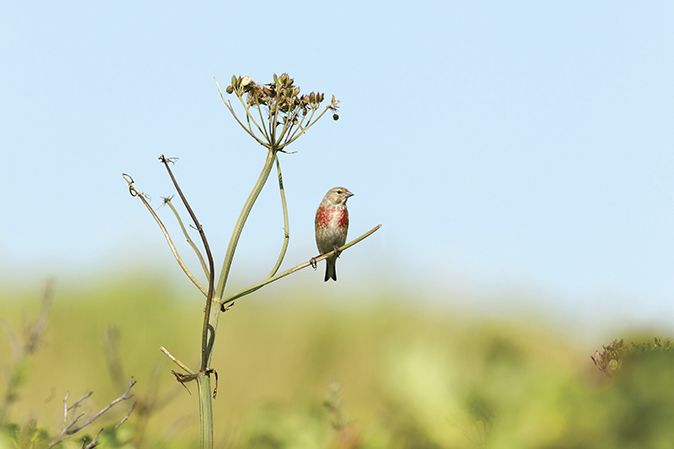 British finches: A simple guide | Country Life