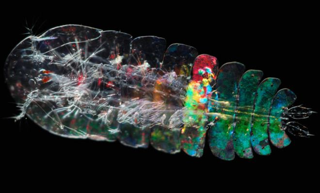 Sea sapphires: The most beautiful animal you've never seen | The Week