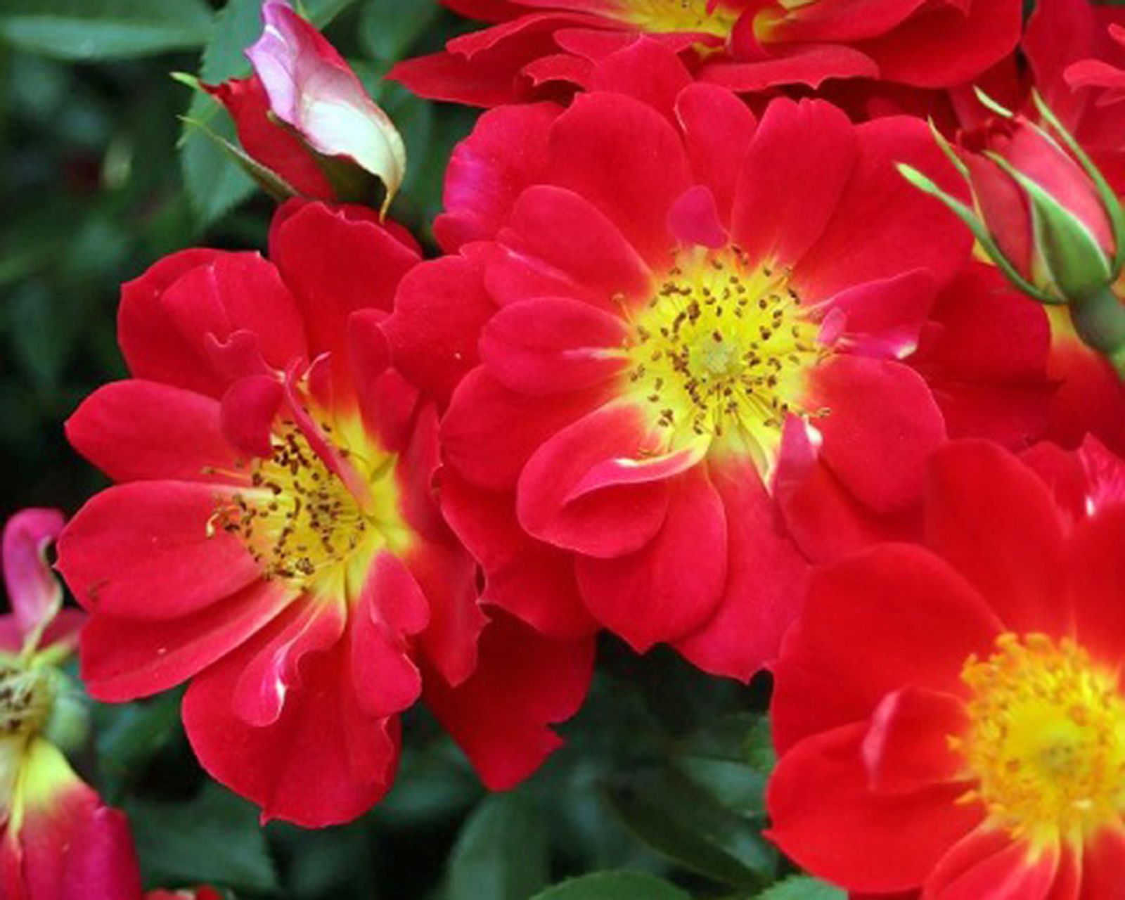 8 Roses Pollinators Love: Best Types For Butterflies & Bees | Gardening ...