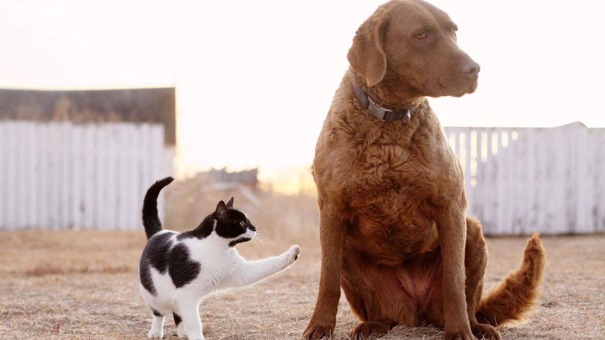 Are cats or dogs smarter? | Live Science