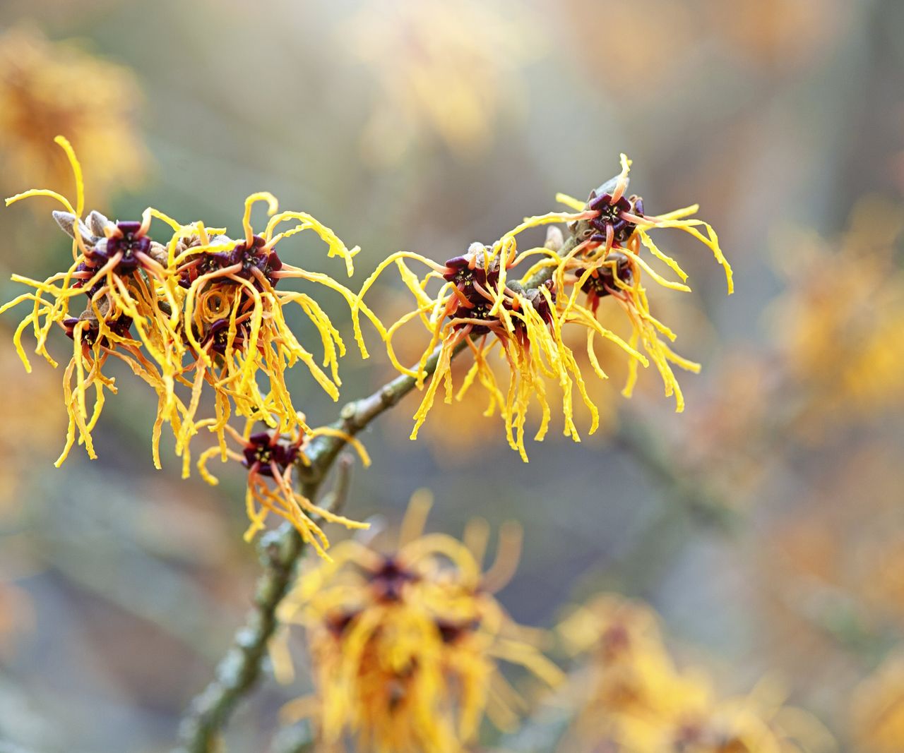 Frost hardy plants: 7 fantastic plants for winter displays | Homes and ...