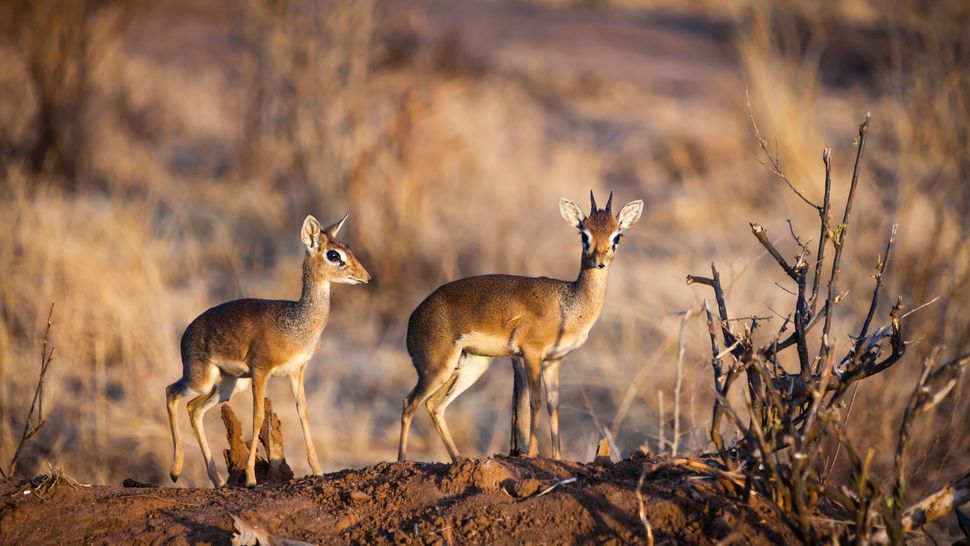 32 of the most unusual pets ever owned | PetsRadar