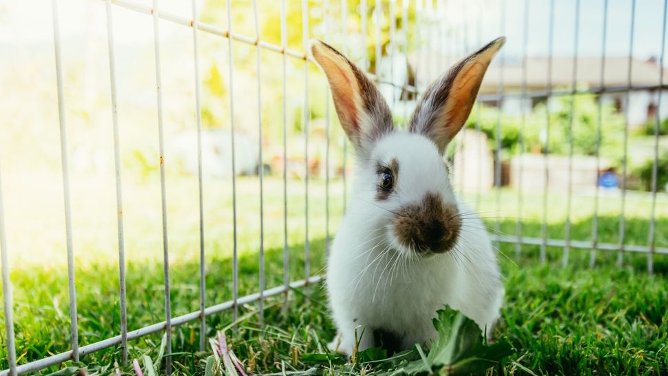 Activities for rabbits: 32 fun things you can do together | PetsRadar