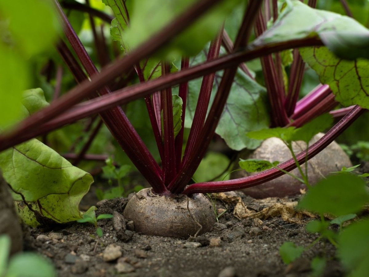 Beets With Root-Knot Nematode - Learn About Beet Root-Knot Nematode ...
