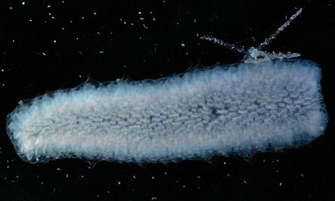 Image Gallery: Rich Life Under the Sea | Live Science