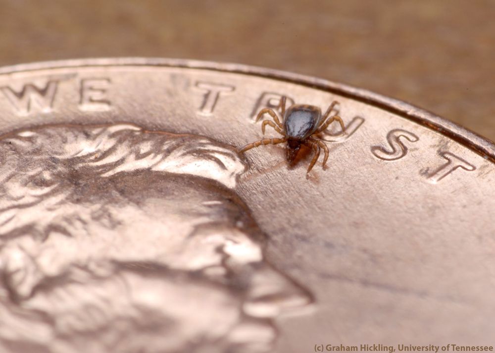 Bloodsuckers! Michigan Ticks and Larvae, In Photos | Live Science