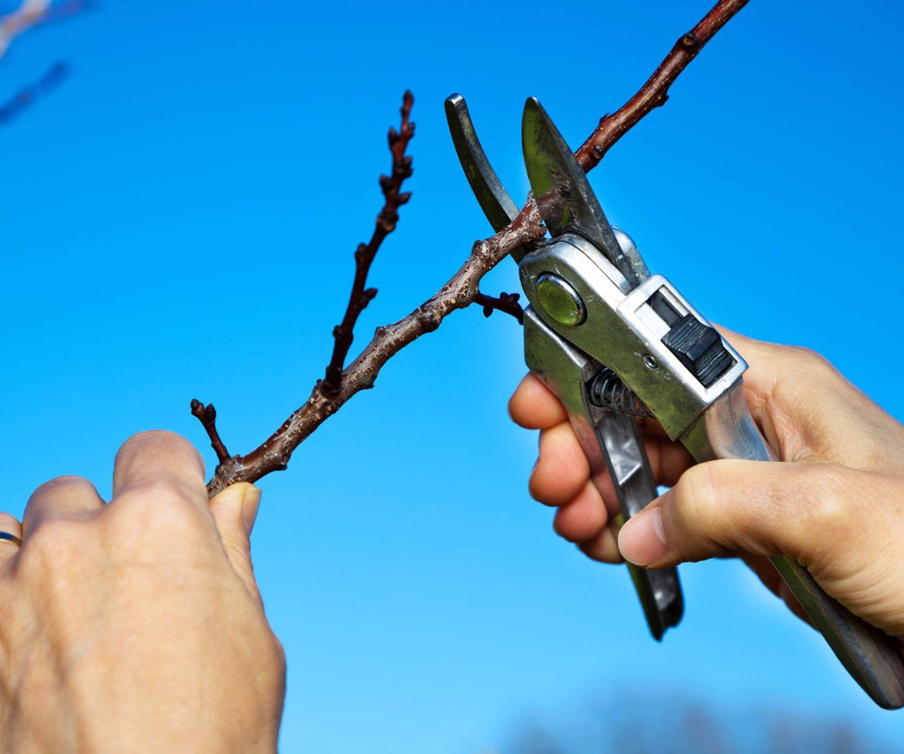 How to prune an apricot tree - expert tips for trimming | Homes and Gardens