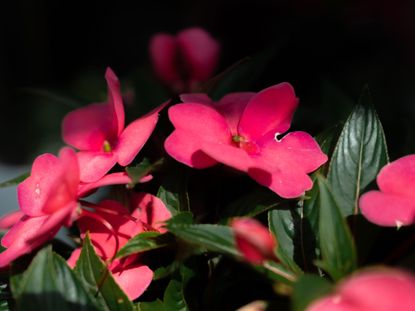10 Indoor Flowering Plants That Bloom All Year Round | Livingetc