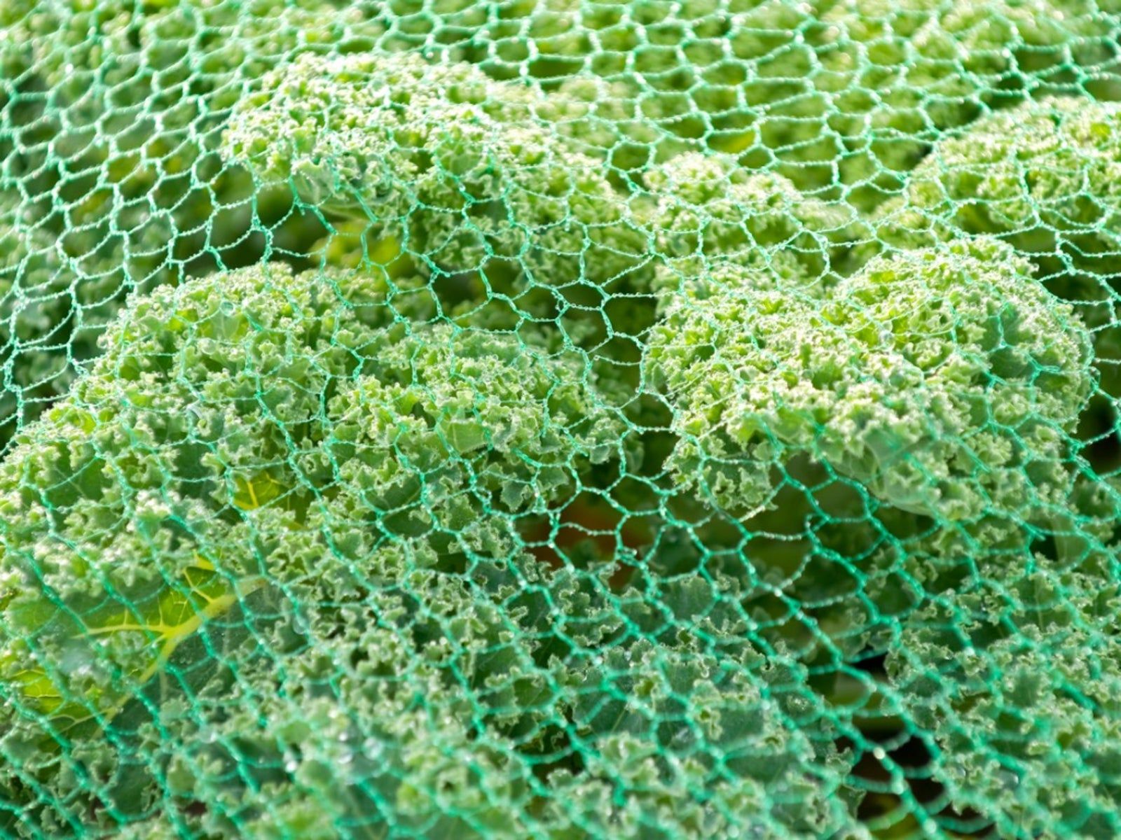 Common Kale Issues - Diseases Of Kale And Garden Pests Affecting Kale ...