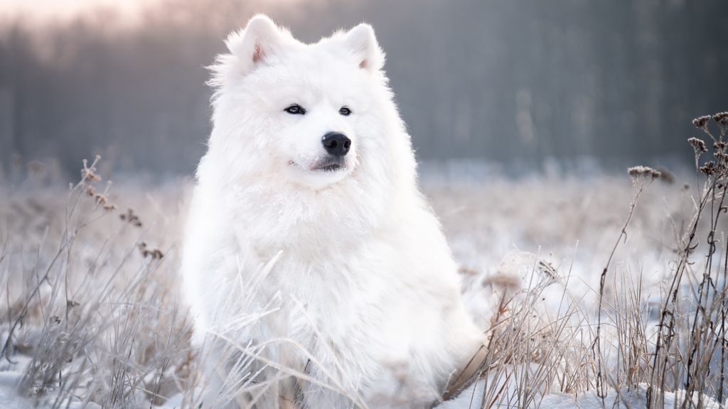 32 popular spitz dog breeds from around the world | PetsRadar