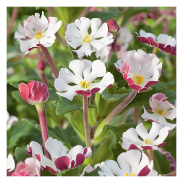 11 "Moon Garden Plants" That Look Amazing After Dark | Livingetc