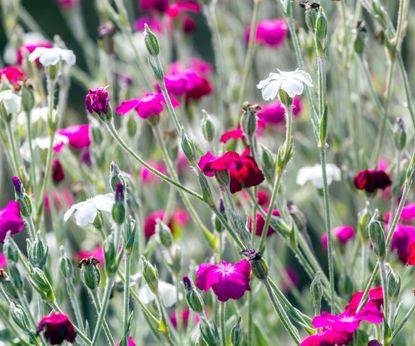 Best drought-tolerant flowering perennials: 12 beautiful blooms | Homes ...