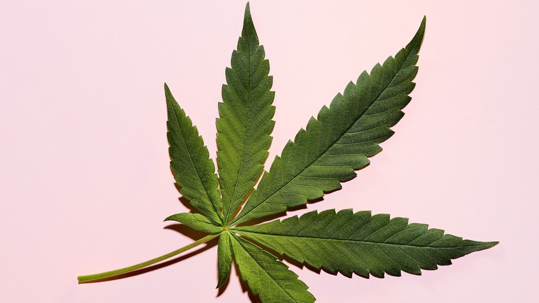 Weed, the Midterms, and What to Expect | Marie Claire