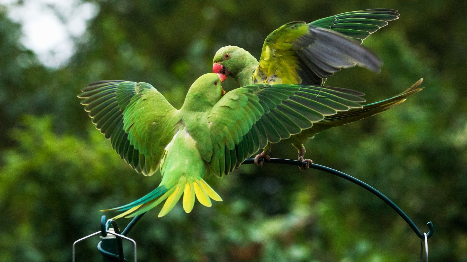 England's great parakeet invasion | The Week