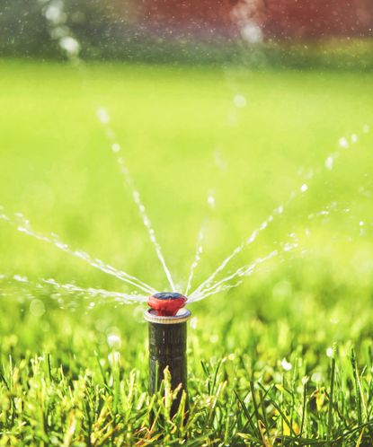 Should you water the lawn at night? Lawn care experts advise | Homes ...