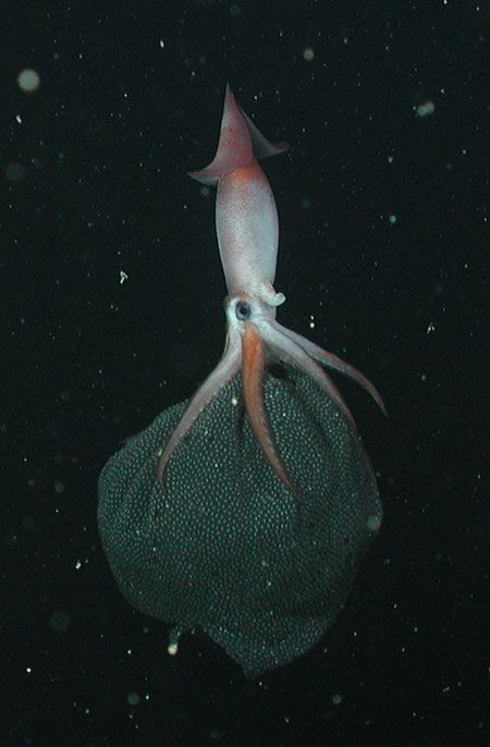 Under the sea: A squid album | Live Science