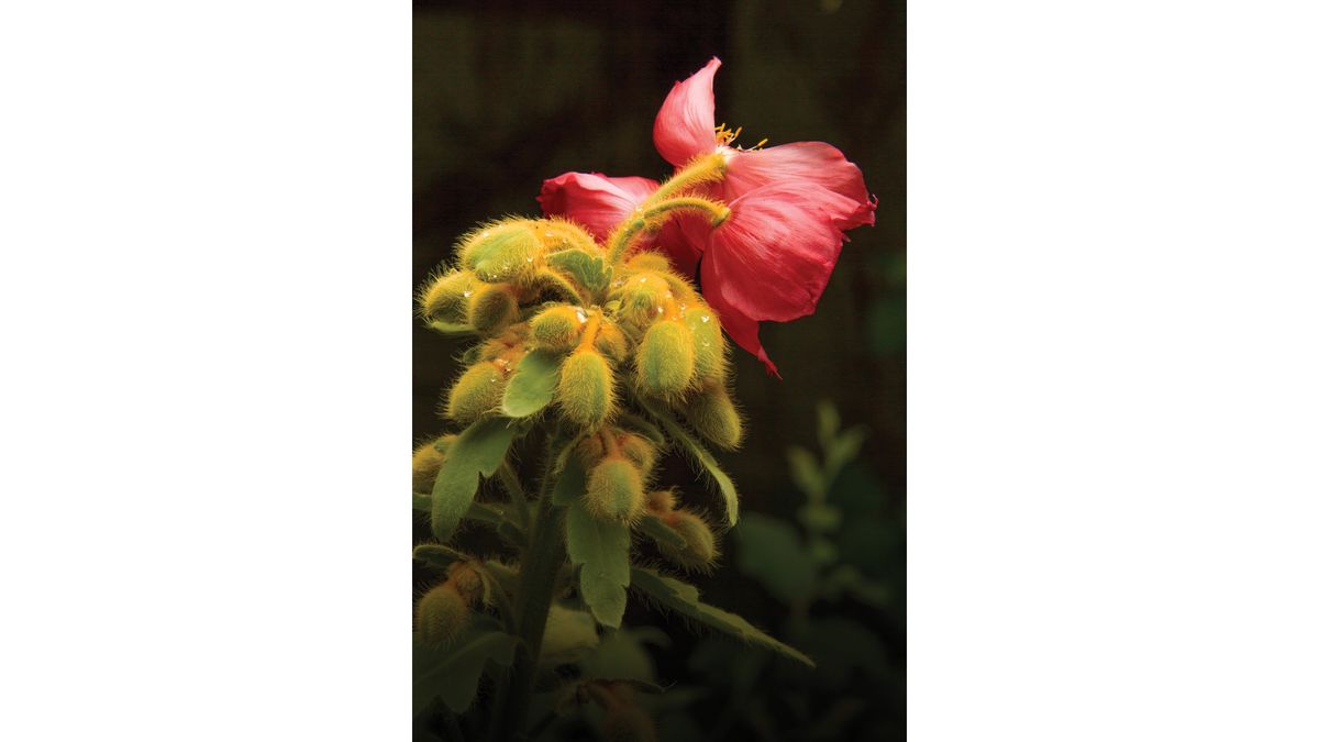 Home photography ideas: Shoot stunning fine art plant portraits in your ...