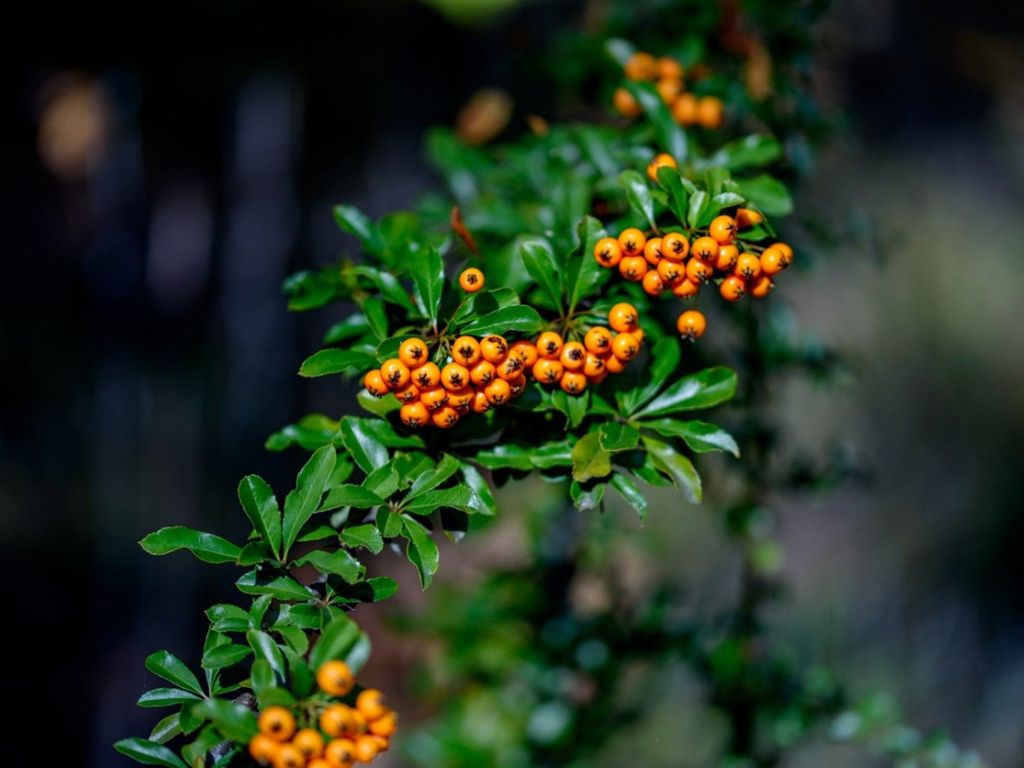 Firethorn Plants - Growing Firethorn Shrubs In The Landscape ...