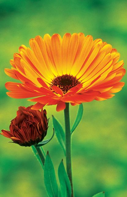 How to grow marigolds: add intense color to borders and containers ...
