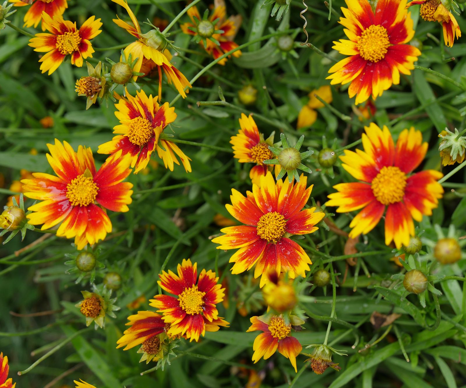 7 Cut-and-Come-Again Flowers To Grow In Your Garden | Gardening Know How