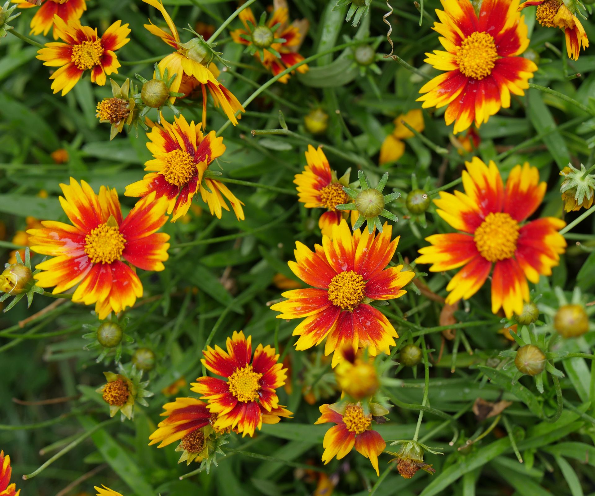 8 Longest-Flowering Perennials That Bloom Spring To Fall | Gardening ...