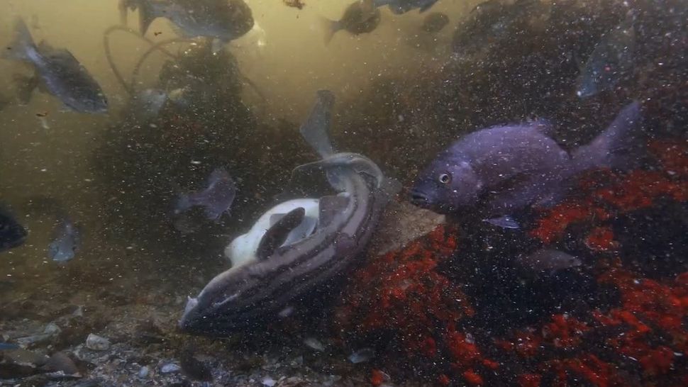Pyjama sharks filmed mating in a giant, otherworldly underwater forest ...