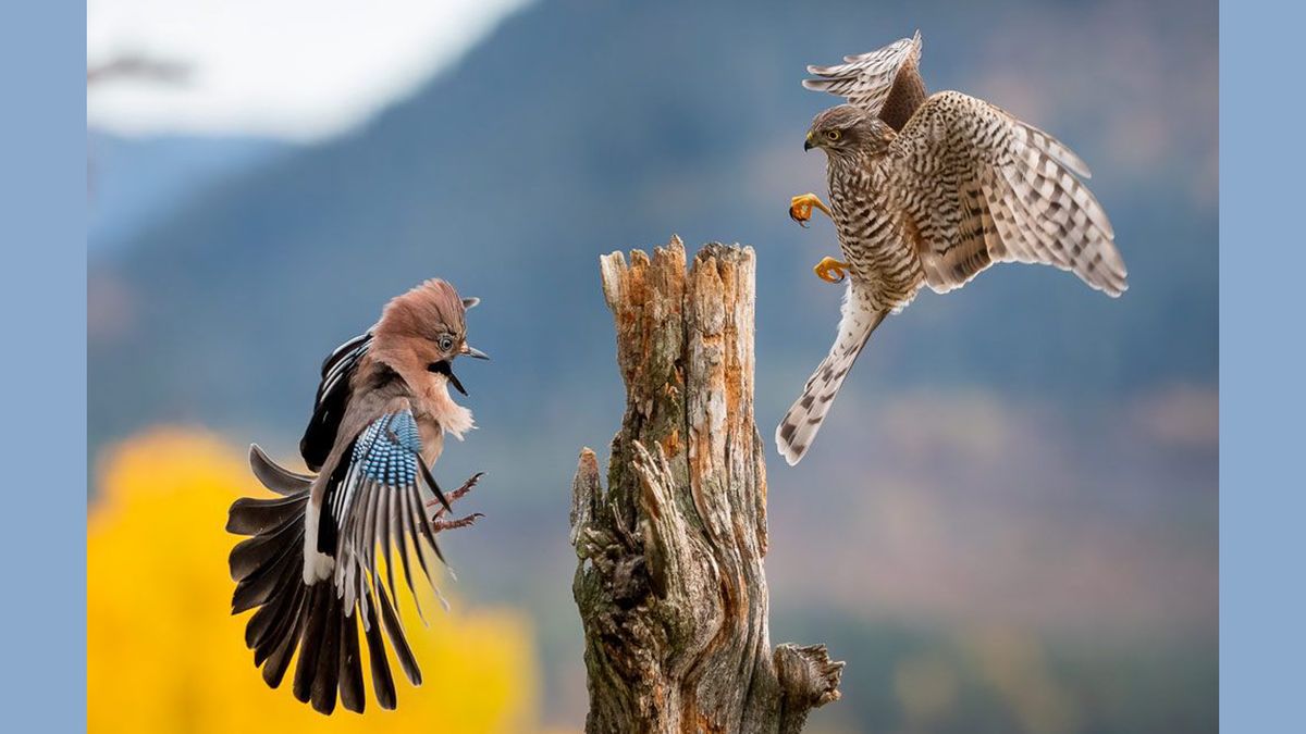 Amazing shot of angry birds wins Nature in Action photo competition ...