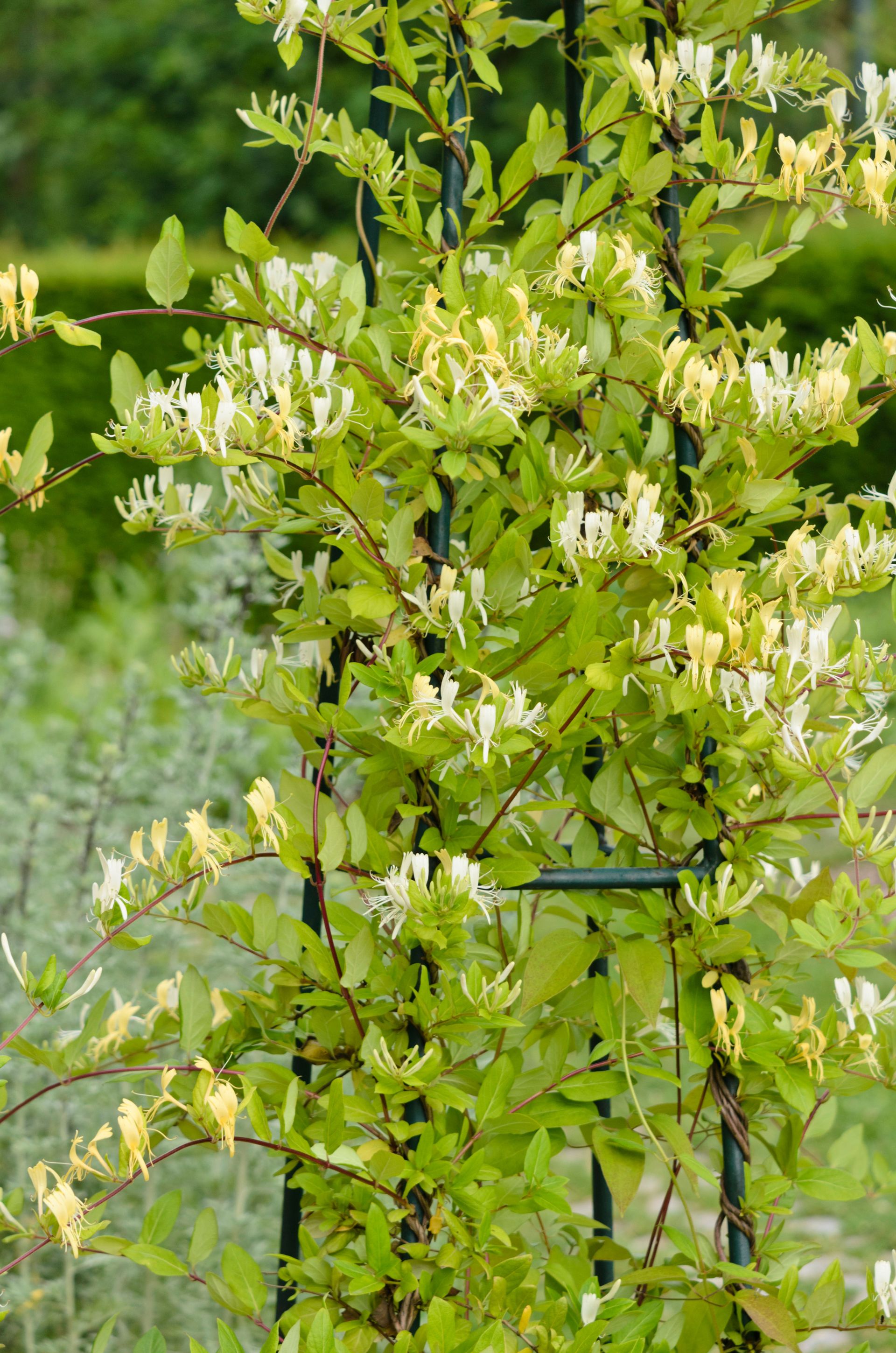 Best flowering climbers: 10 top flowering climbing plants | Homes and ...