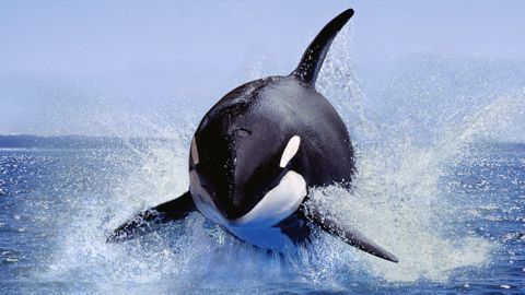 'An enormous mass of flesh armed with teeth': How orcas gained their ...