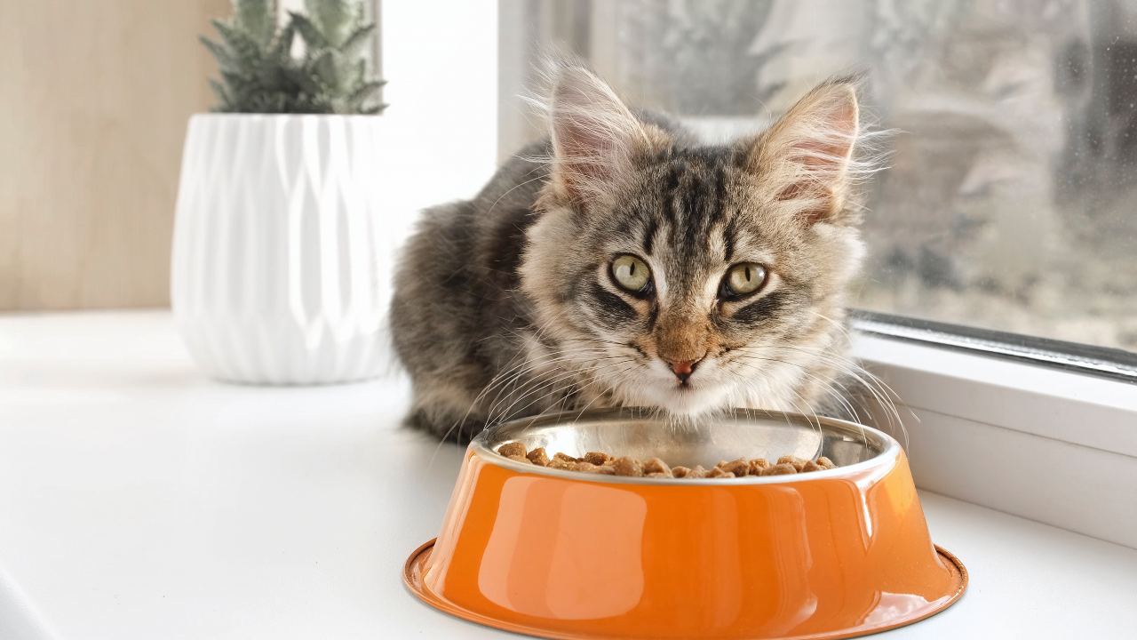6 kitten feeding tips (and what not to do), according to a vet | PetsRadar