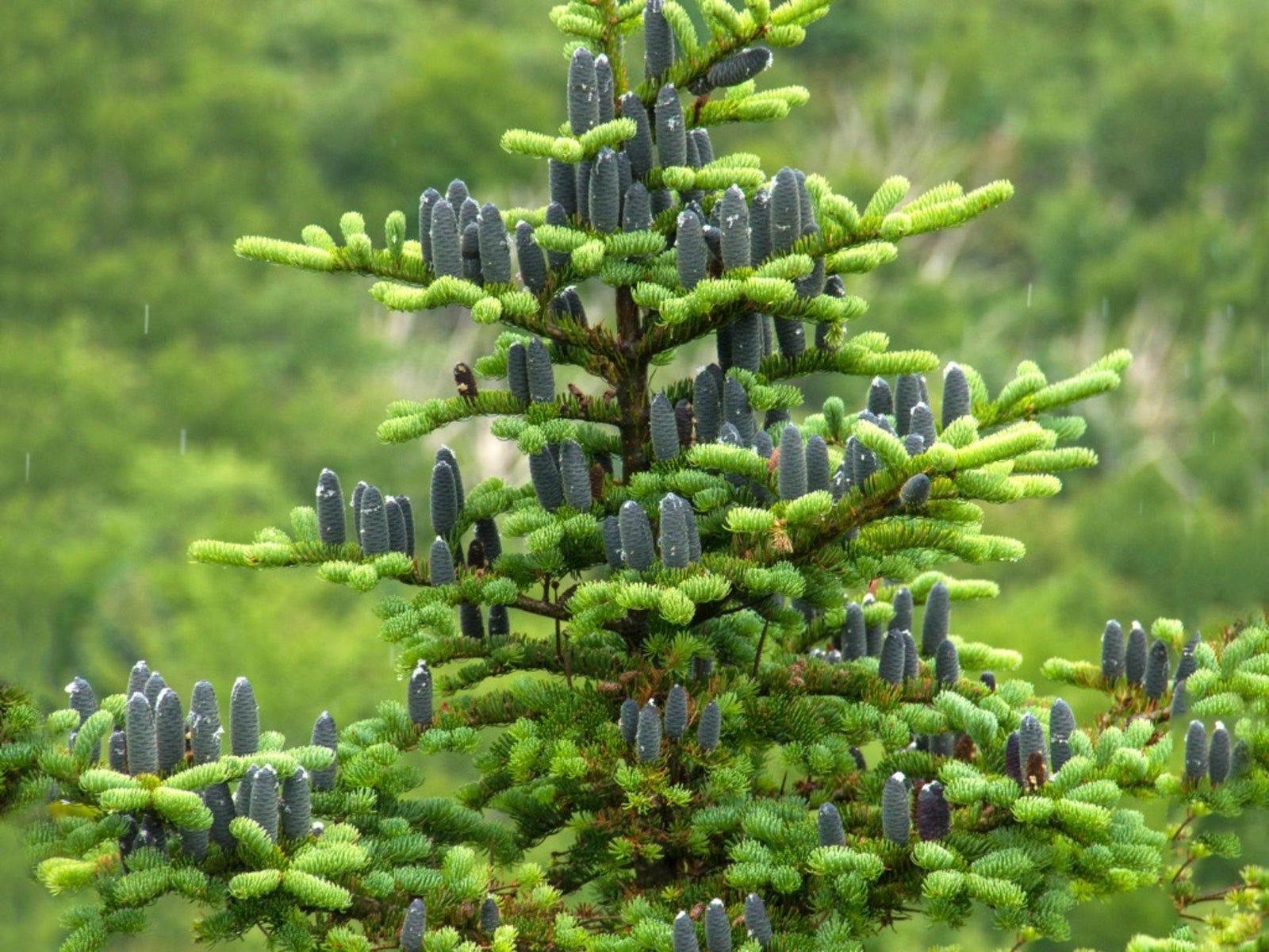 Balsam Fir Info: How And When To Plant Balsam Fir Trees | Gardening ...