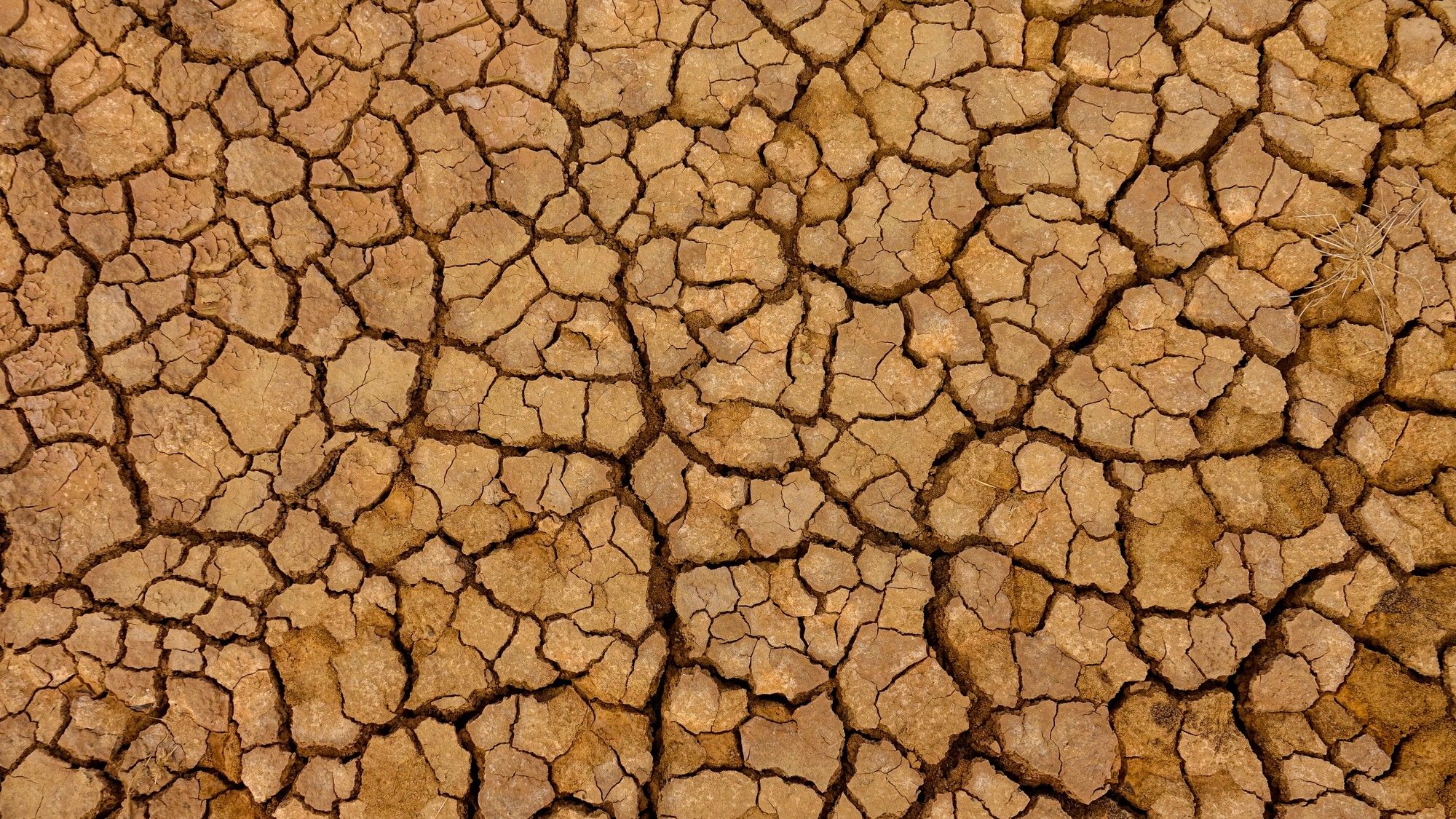 Biocrust, Earth's protective layer, is facing challenges | The Week