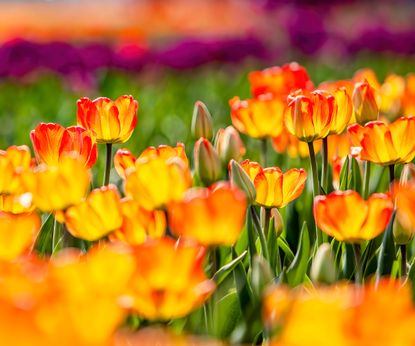 6 Tulip Festival Events To Inspire Your Gardening This Year | Gardening ...