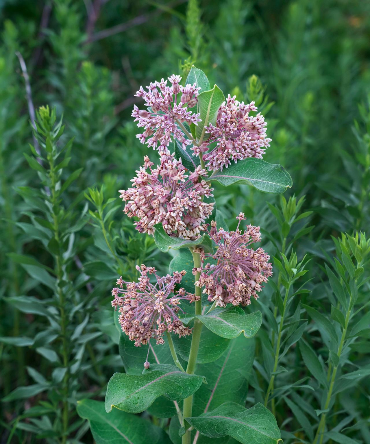 How to grow milkweed: for bright blooms year after year | Homes and Gardens