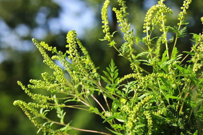 New Ragweed Allergy Drug Approved by FDA | Live Science