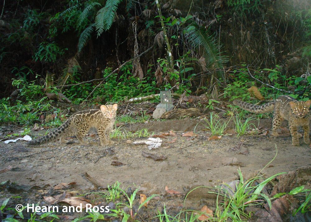 Photos: The Secret Lives of Borneo's Mysterious Marbled Cats | Live Science